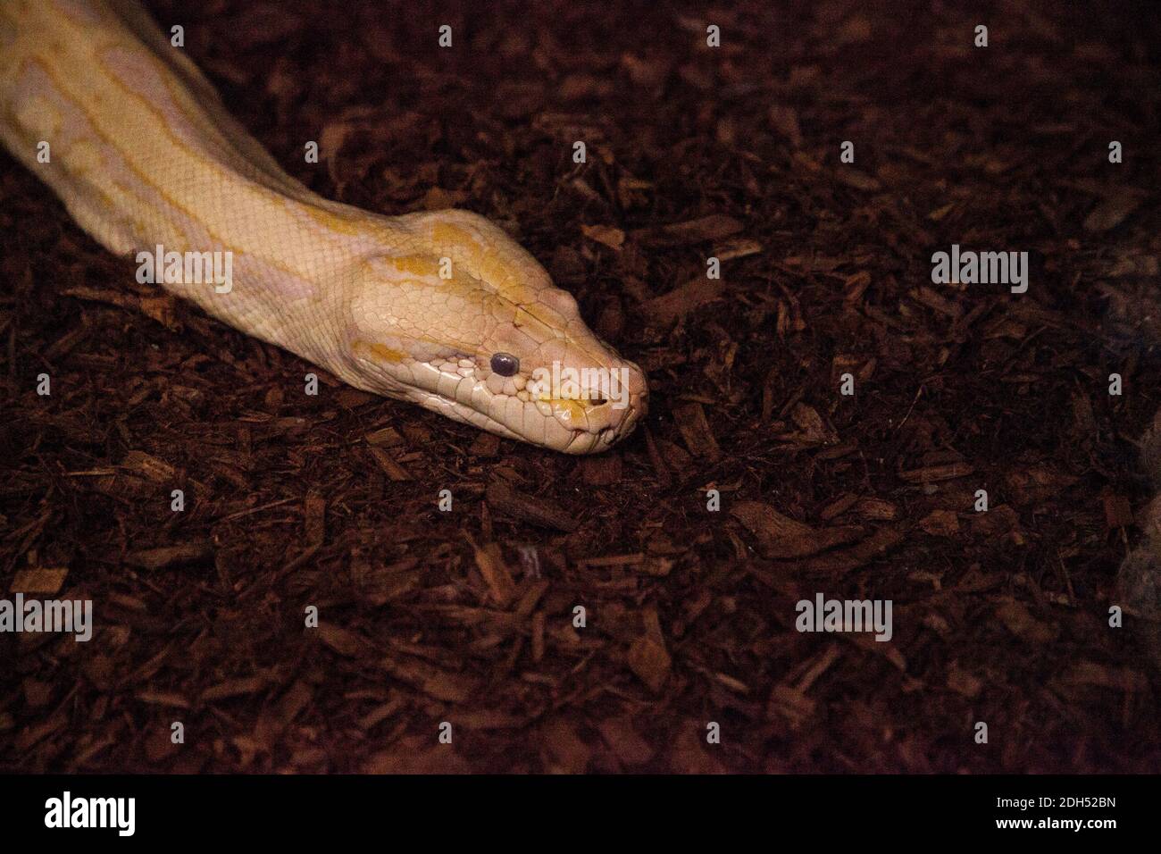 Albino Burmese python snake Python bivittatus is considered an invasive ...