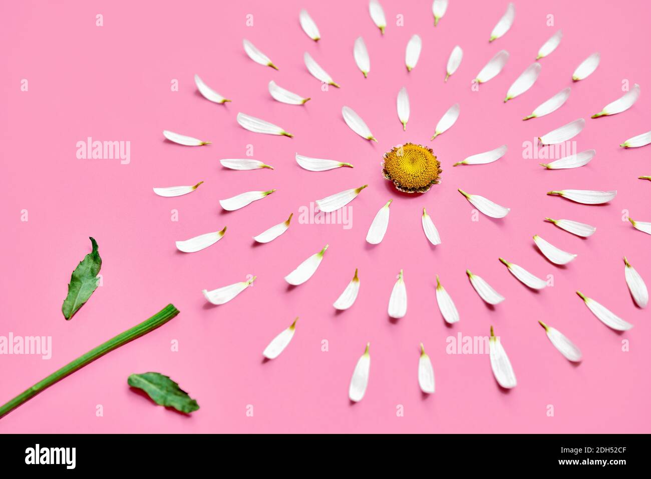 Daisy with torn off petals on pink background Stock Photo - Alamy