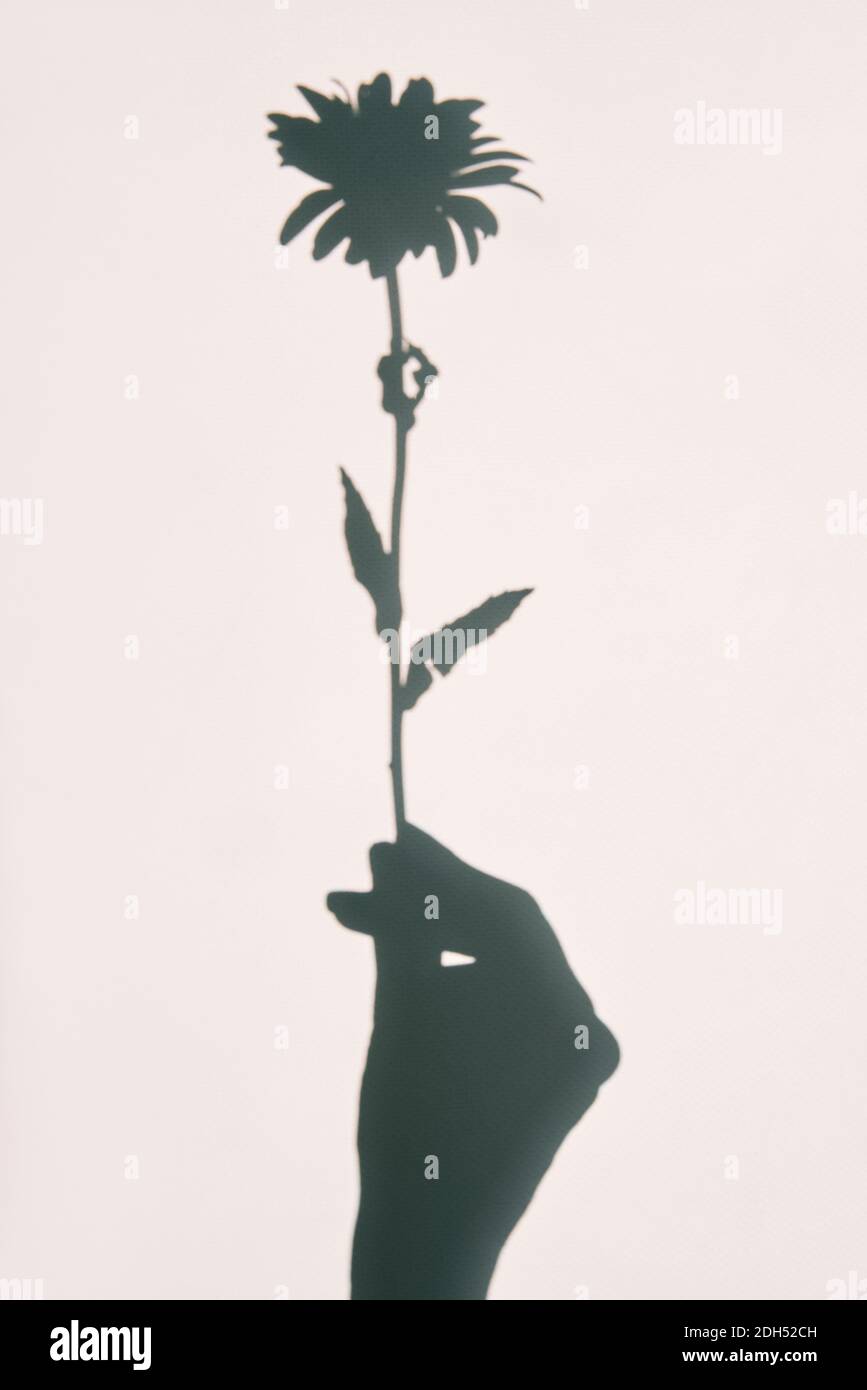 Daisy in hand shadow background on white wall texture Stock Photo - Alamy