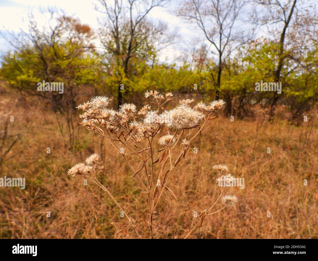 Closeup prairie field flower in late fall surrounded by brown grass and ...