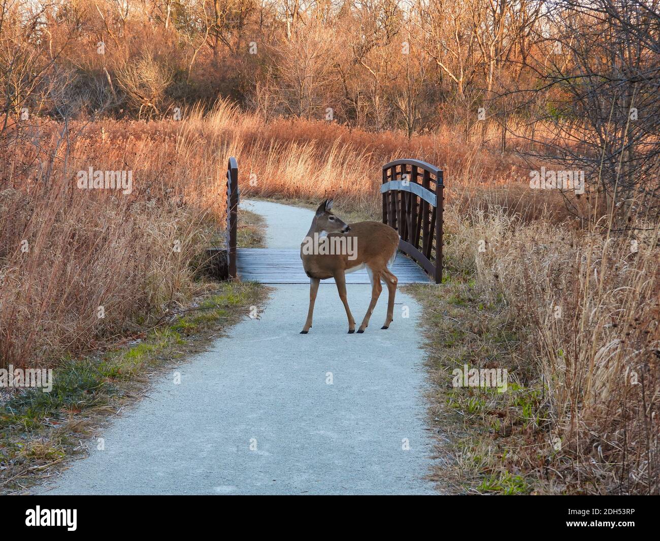 Small doe hi-res stock photography and images - Alamy