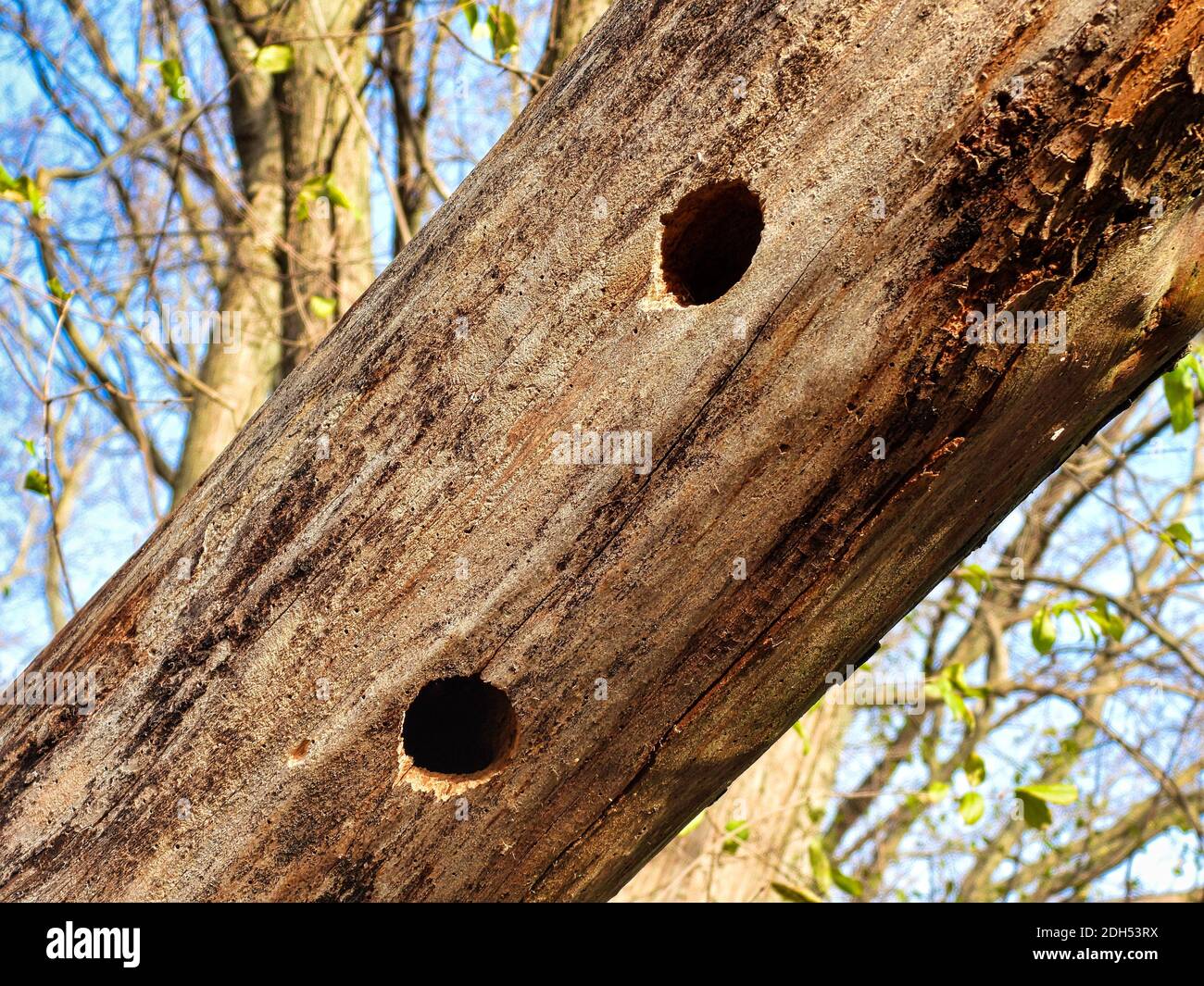 Trunk of a tree in the forest: Scars from woodpeckers drilling holes in ...