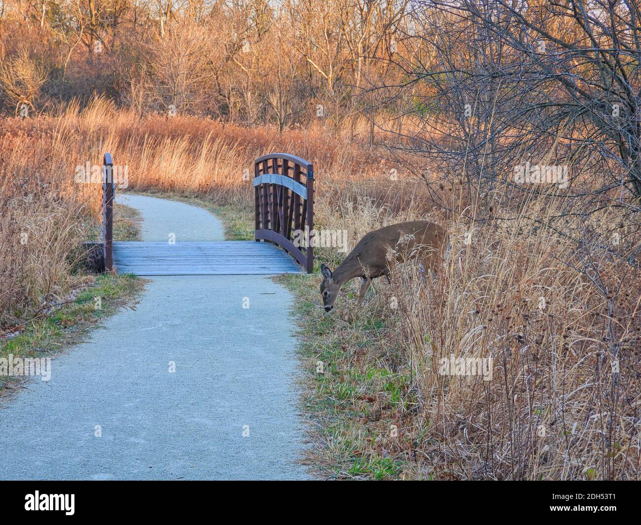Deer emerges from vegetation: White-tailed deer doe emerges from fall ...