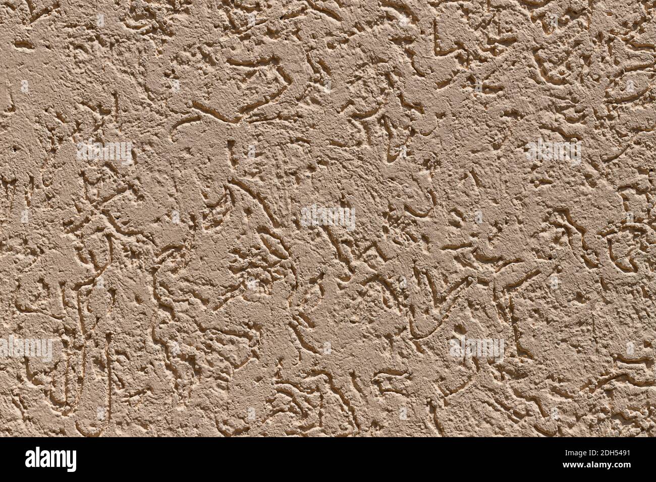 Plaster beetle hi-res stock photography and images - Alamy