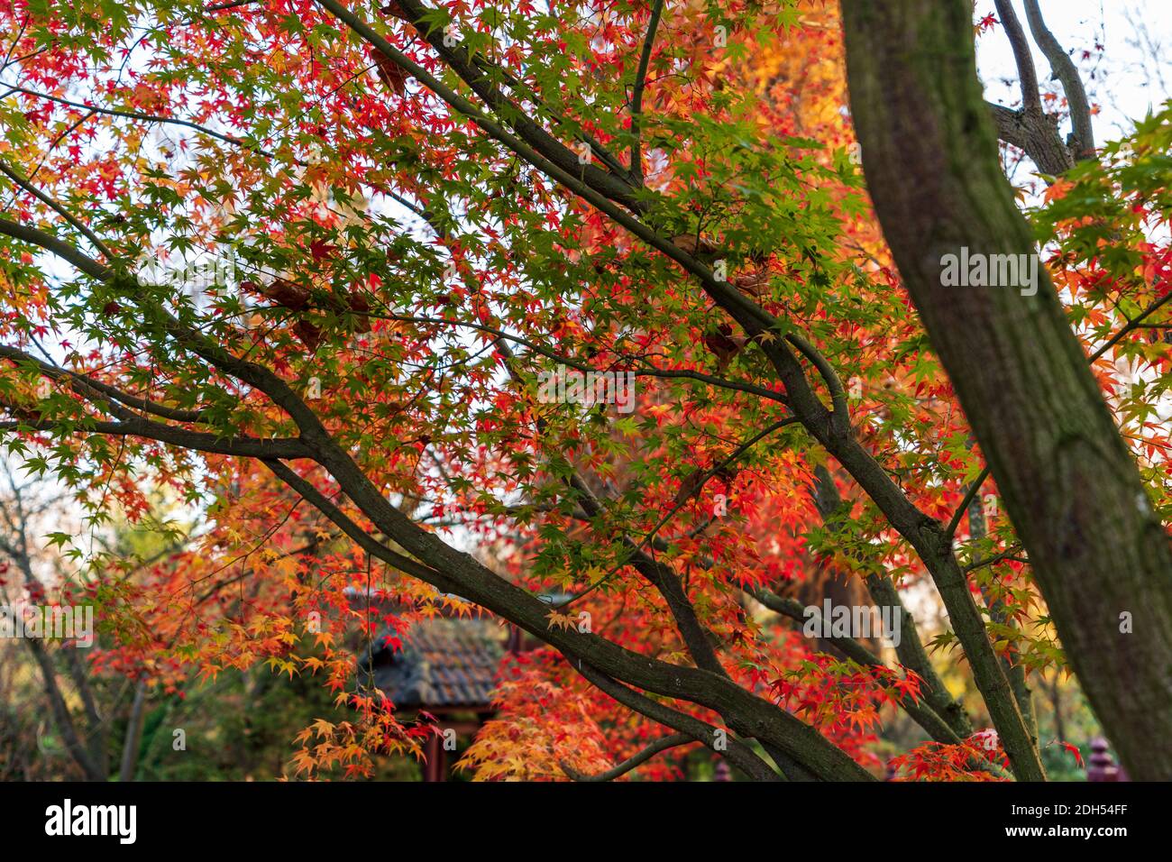 A forest in Odenthal, trees by the stream in autumn Stock Photo - Alamy