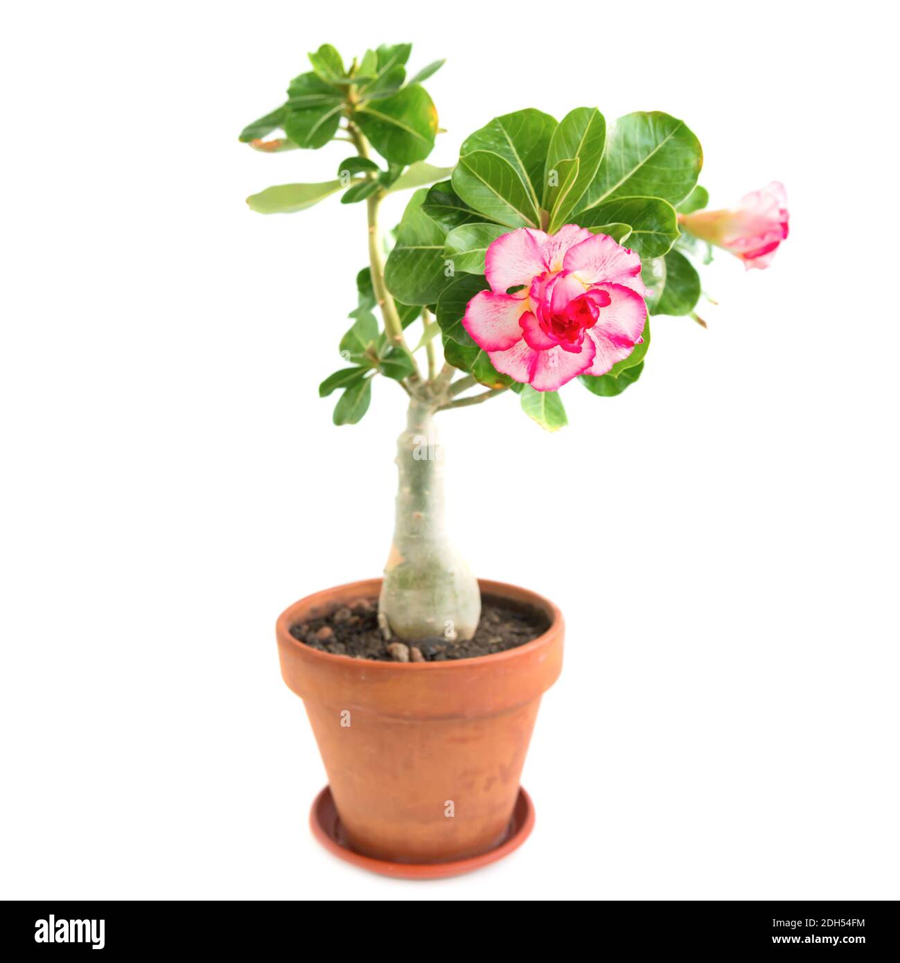 Pink flower Adenium isolated on white Stock Photo - Alamy