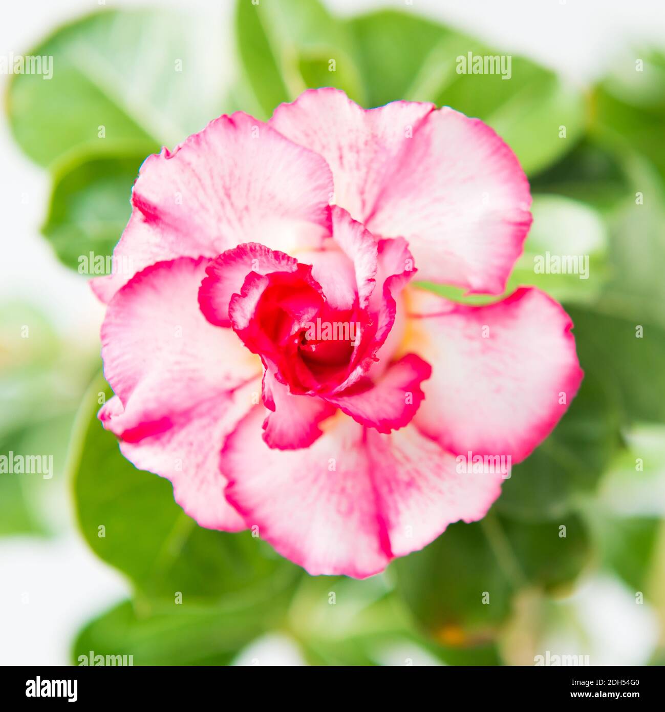 Pink flower Adenium isolated on white Stock Photo - Alamy