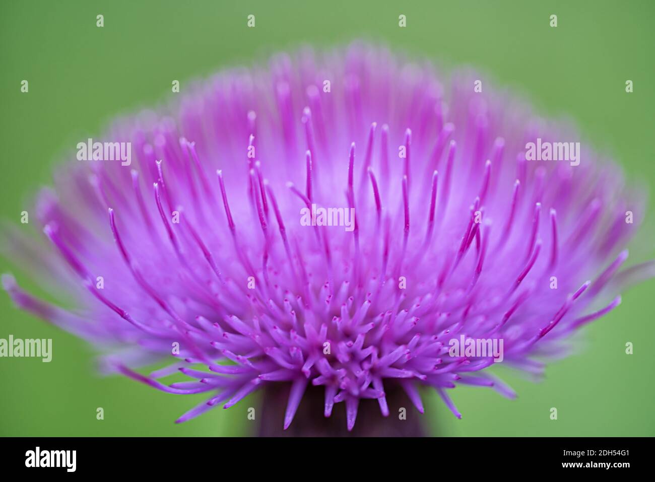 Milk thistle field hi-res stock photography and images - Alamy