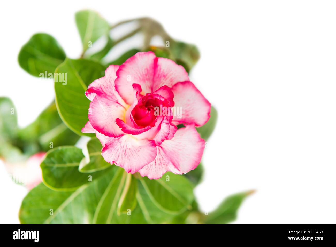 Pink flower Adenium isolated on white Stock Photo - Alamy