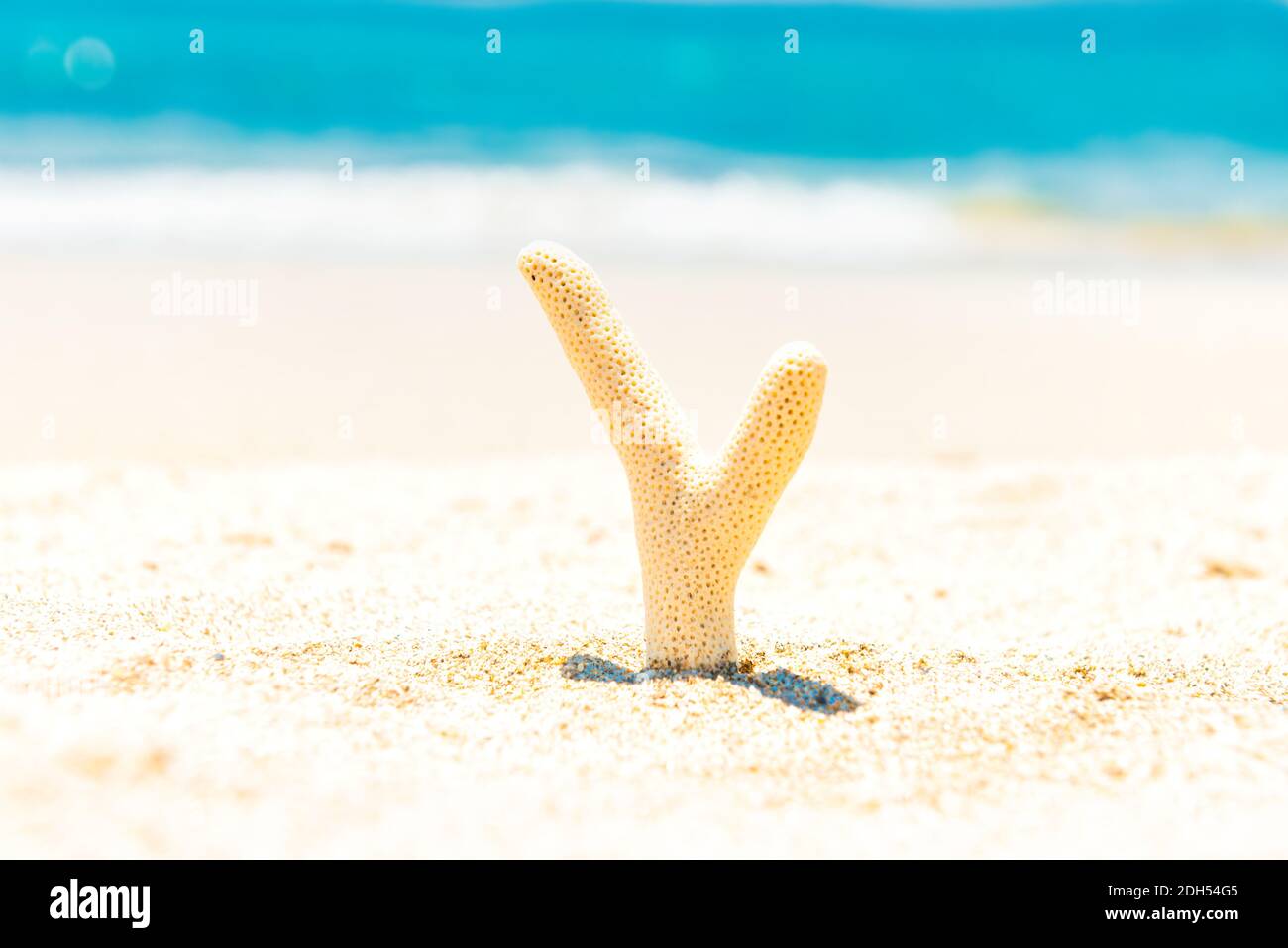 Sea shells on sand beach Stock Photo - Alamy