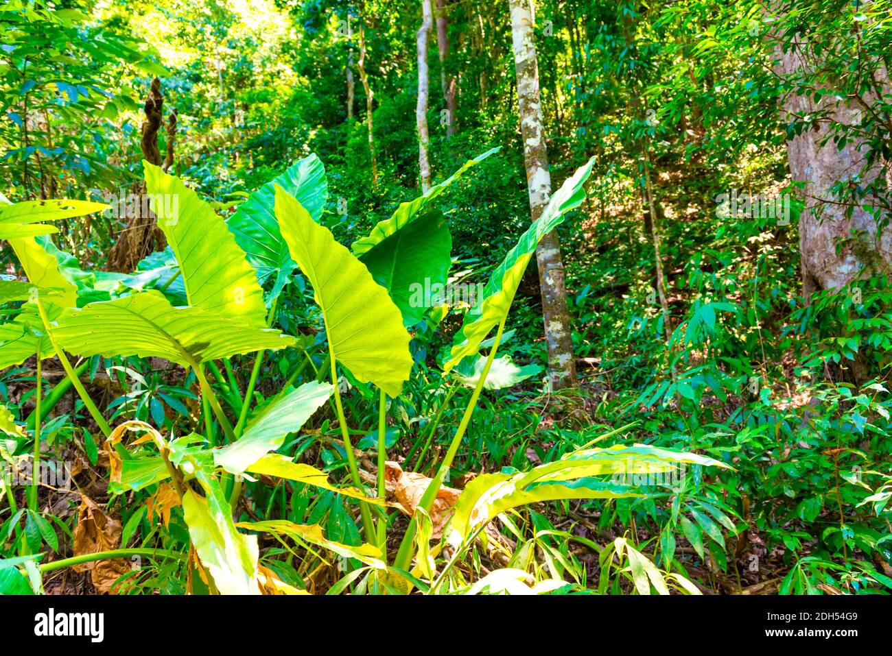 Green jungle hi-res stock photography and images - Alamy