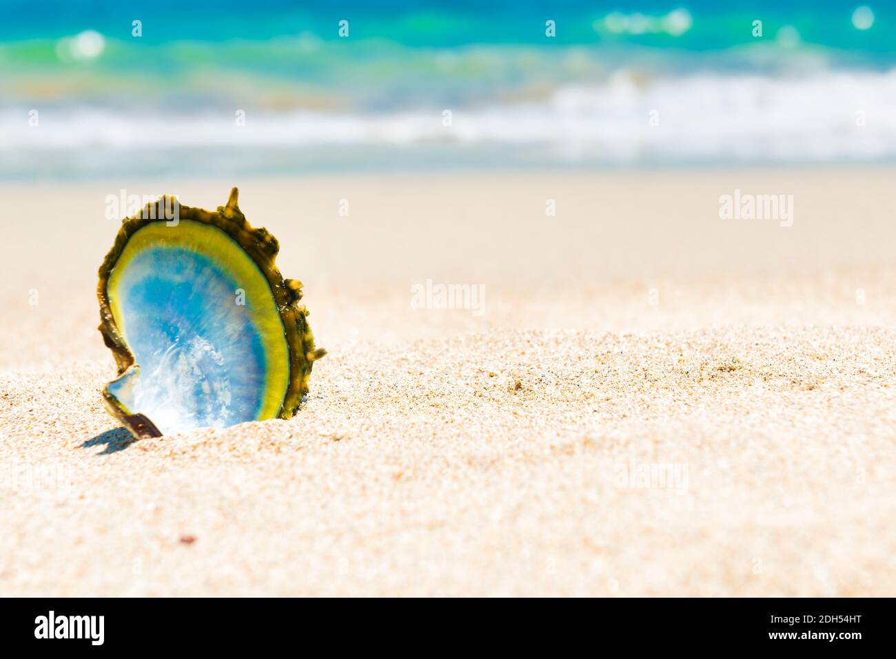 Sea shells on sand beach Stock Photo - Alamy