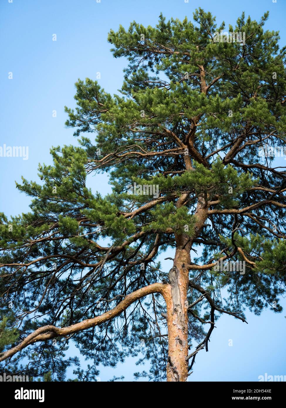 Pine tree in the alps of Austria Stock Photo - Alamy
