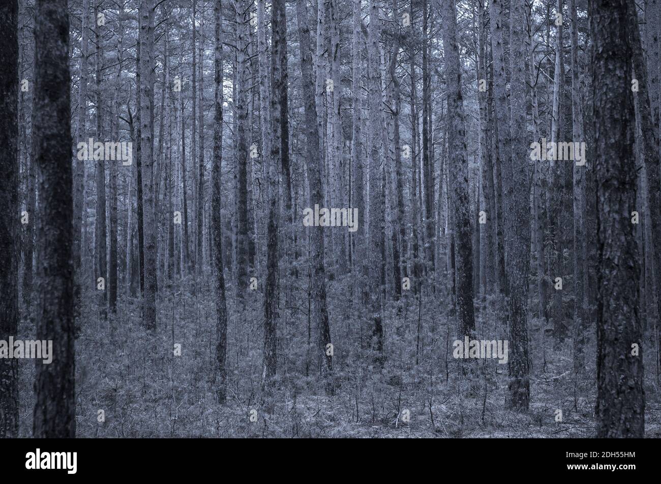 Nature background, dark blue forest in Germany, Europe Stock Photo - Alamy