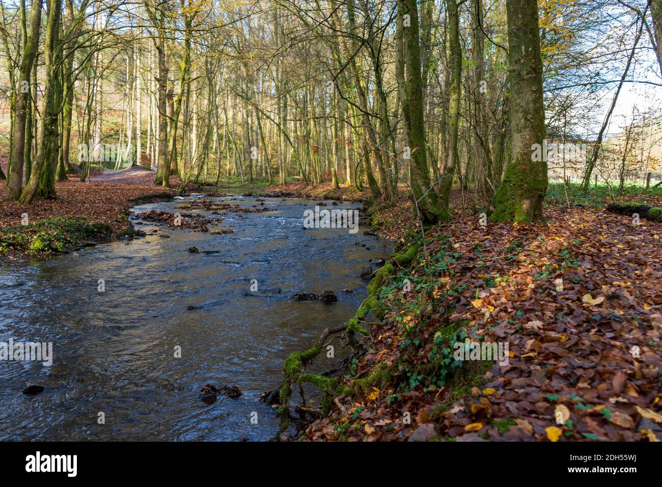A forest in Odenthal, trees by the stream in autumn Stock Photo - Alamy