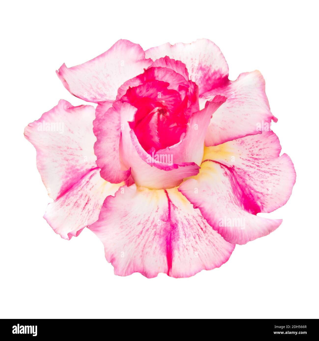 Adenium obesum pink hi-res stock photography and images - Alamy