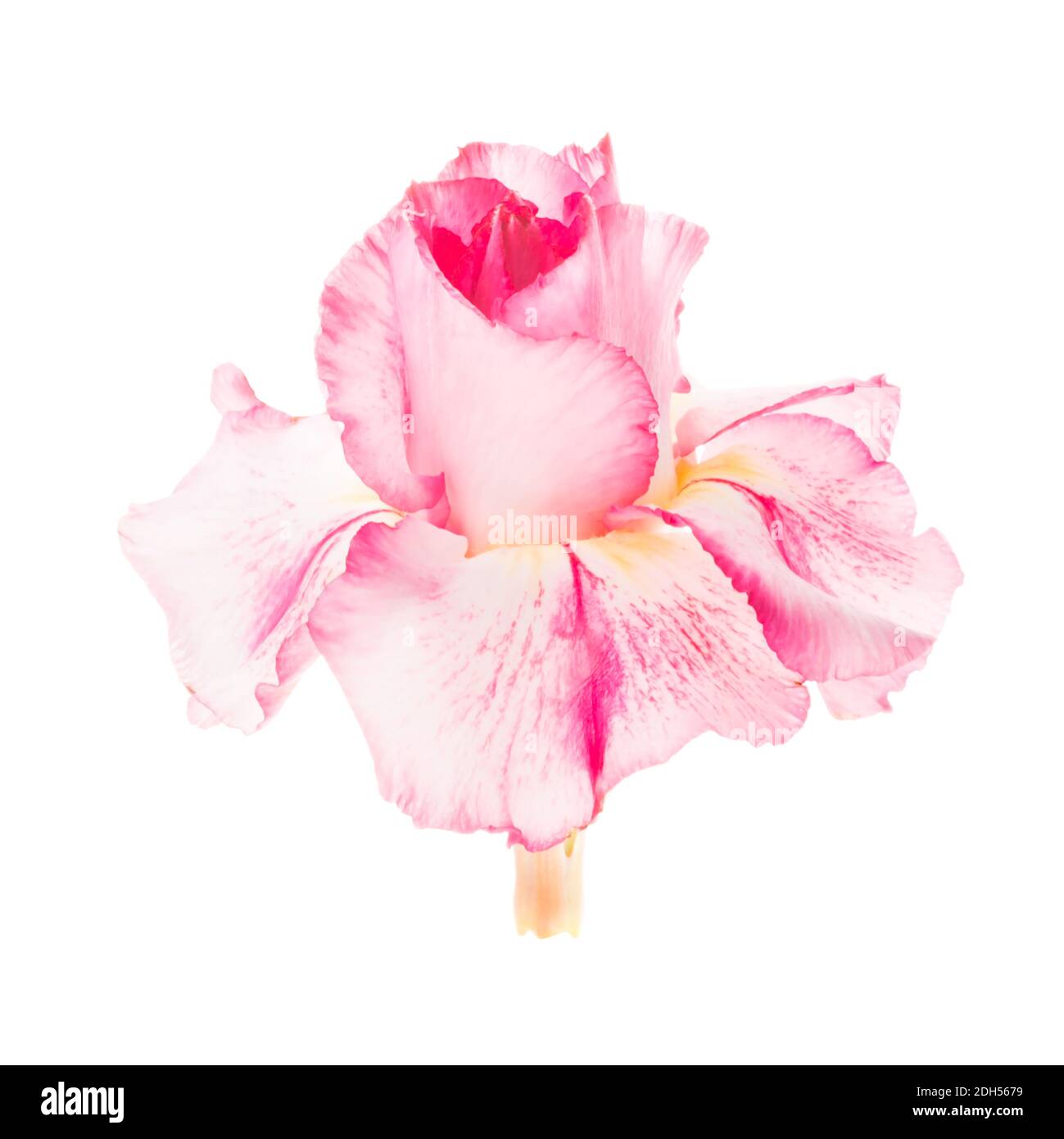 Pink red flower adenium obesum Stock Photo - Alamy