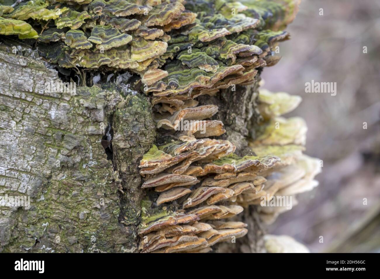 Tree fungi hi-res stock photography and images - Alamy