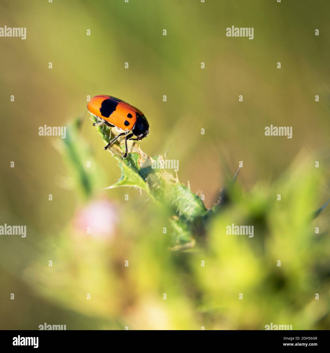 Orange beetle in green nature hi-res stock photography and images - Alamy