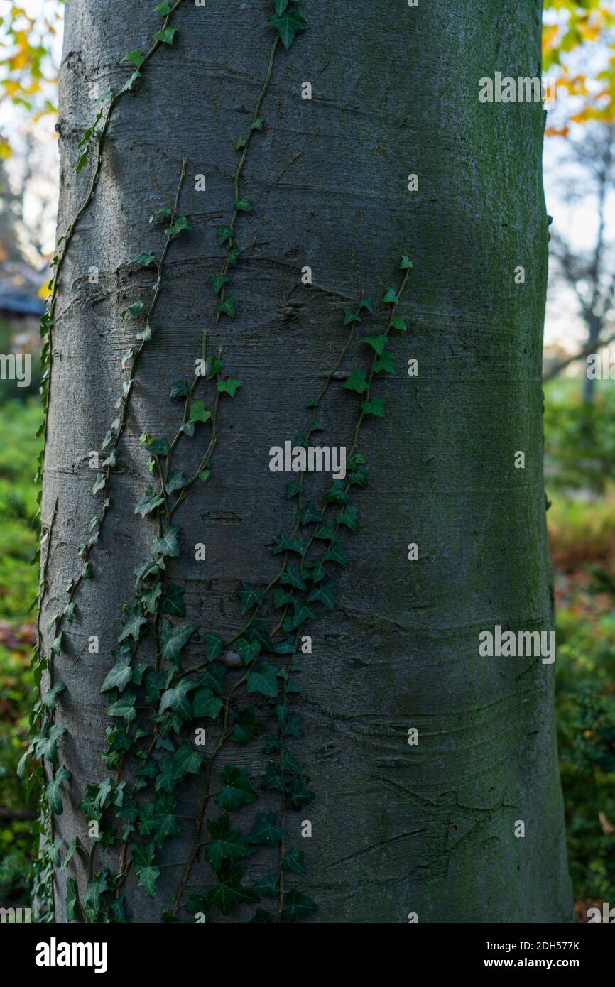 Atree hi-res stock photography and images - Alamy