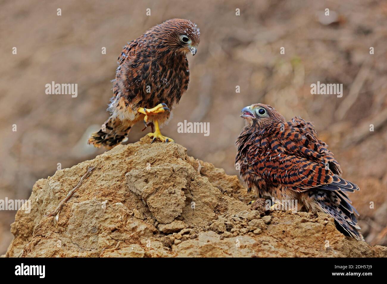 Two young falcons are playing near the nest. This predatory bird has ...