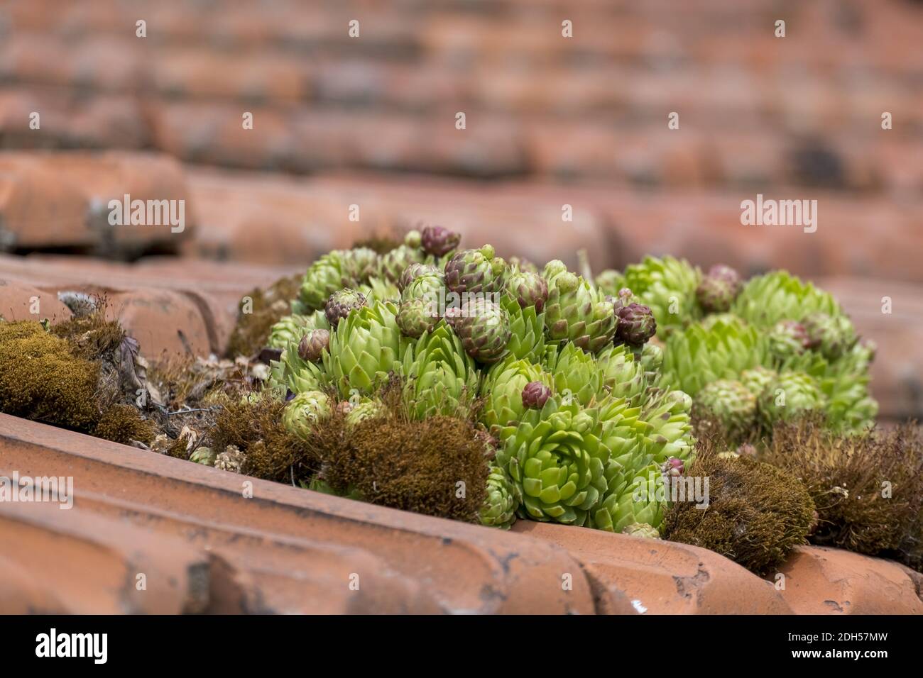 Houseleek roof hi-res stock photography and images - Alamy
