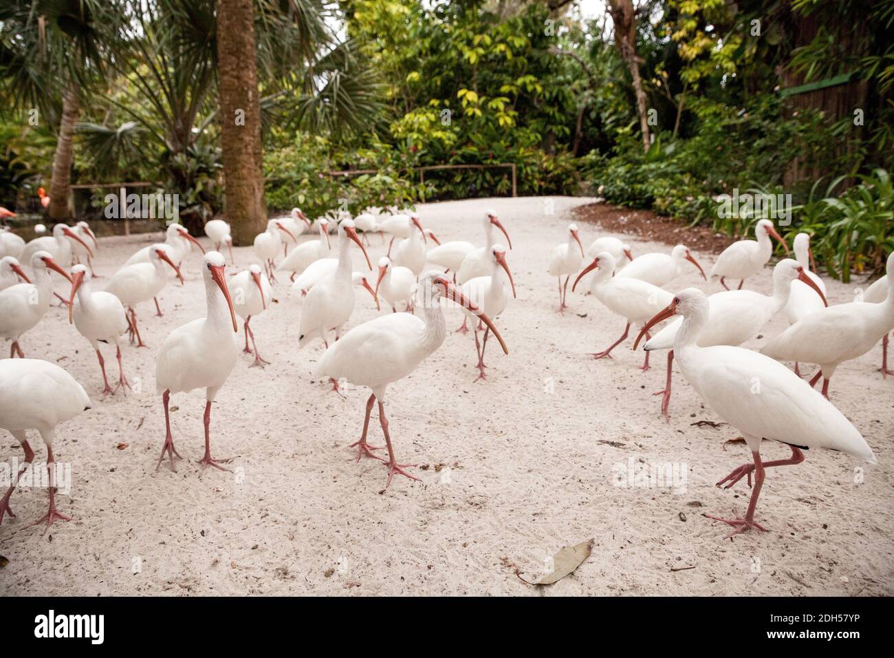 Flock of American white Ibis Eudocimus albus birds in southern Florida ...