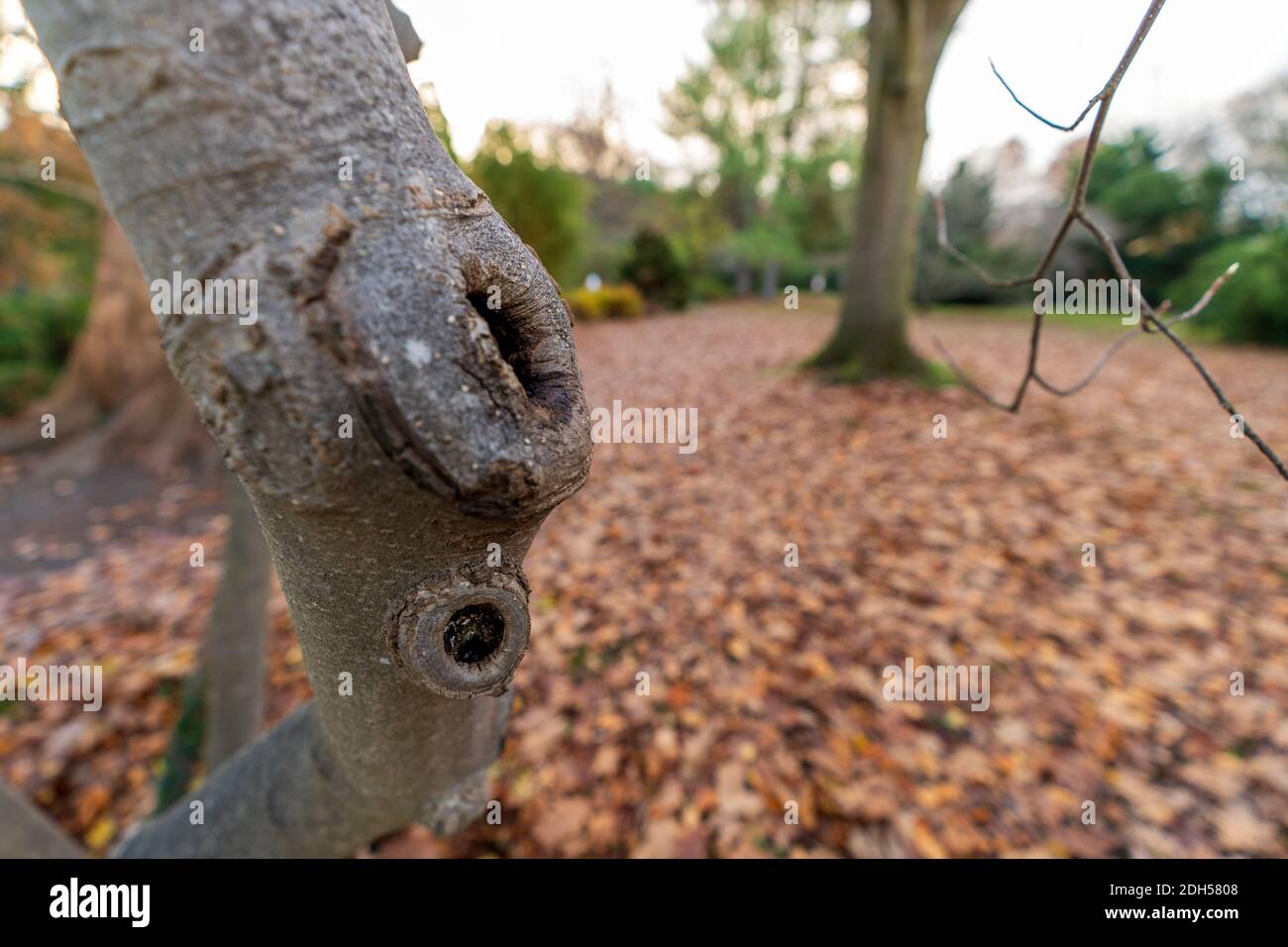 A closeup of an old tree trunk Stock Photo - Alamy