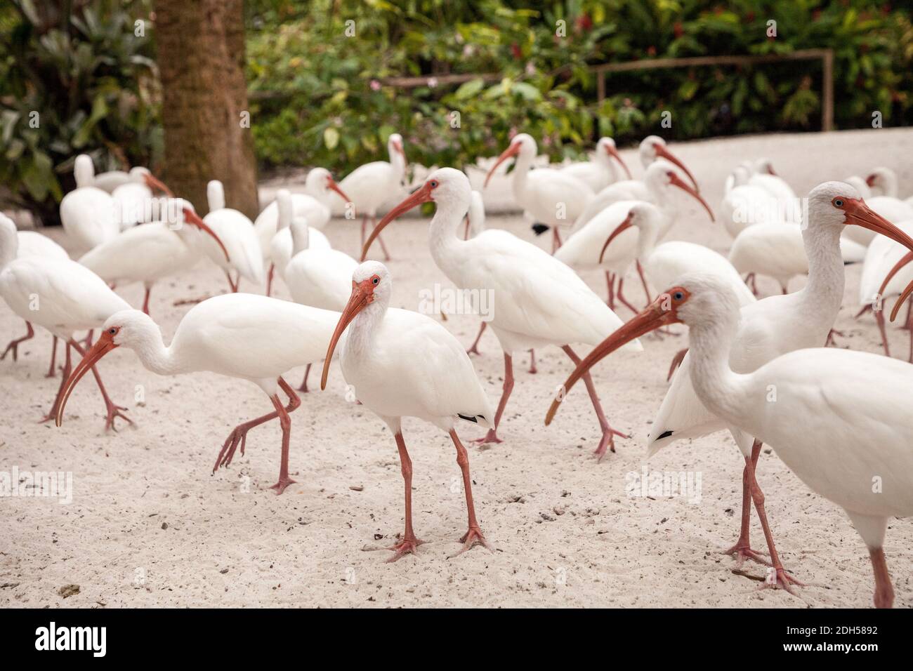 Flock of American white Ibis Eudocimus albus birds in southern Florida ...