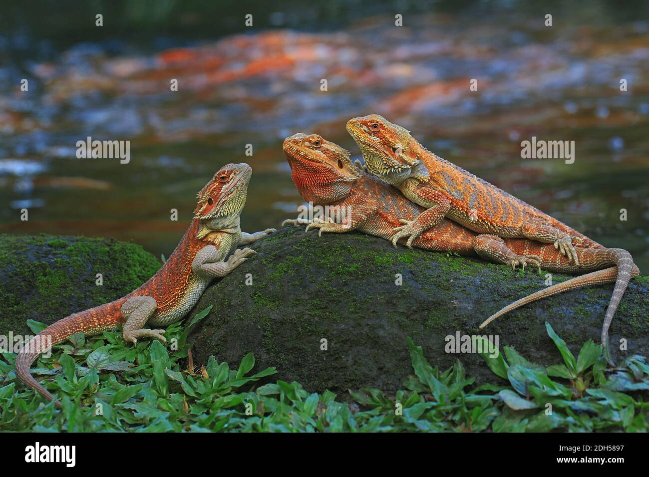 Three bearded dragons (Pogona sp) are sunbathing by the pool Stock ...