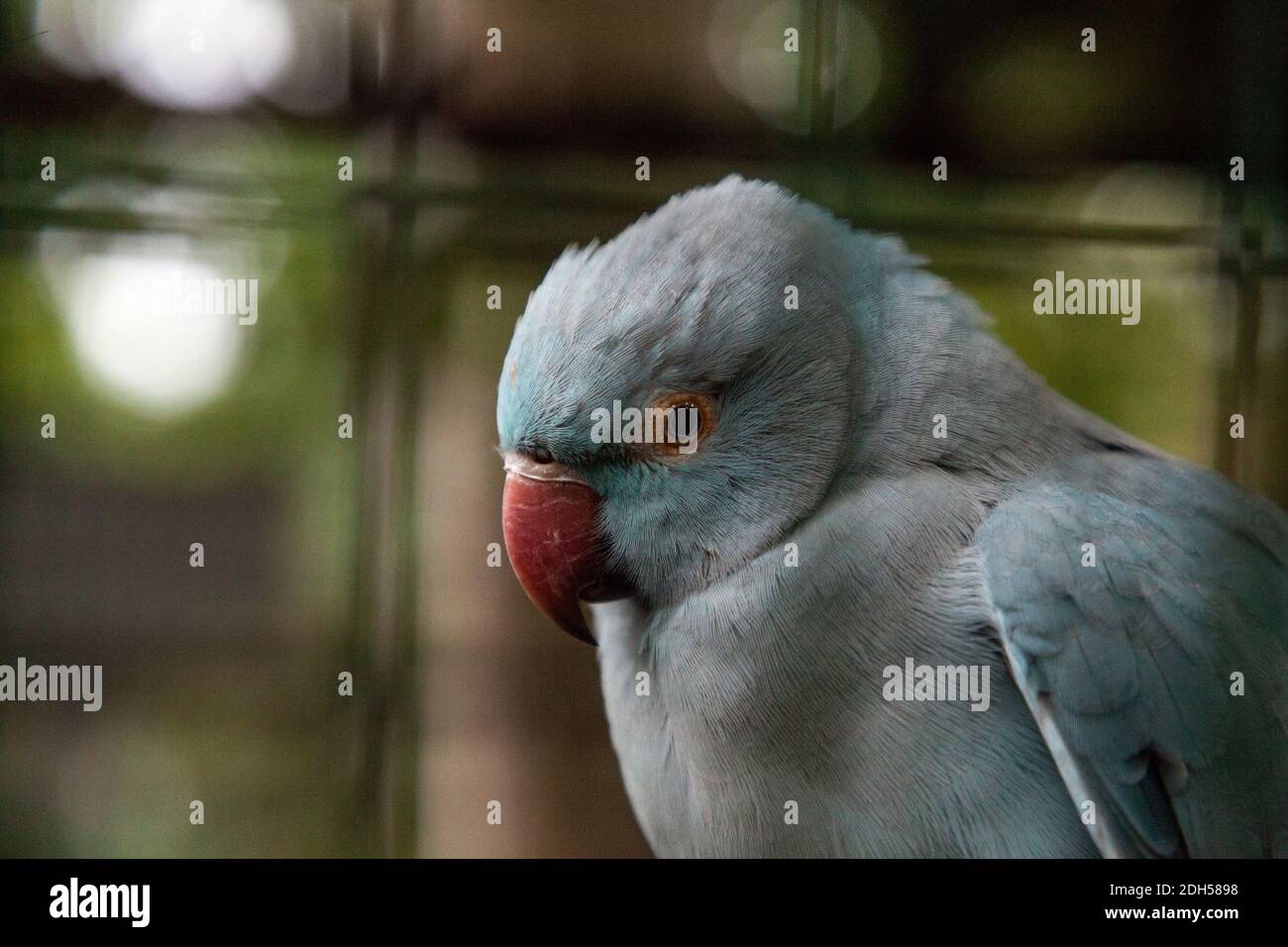 Blue Indian ringneck parakeet Psittacula krameri is a morph of this ...