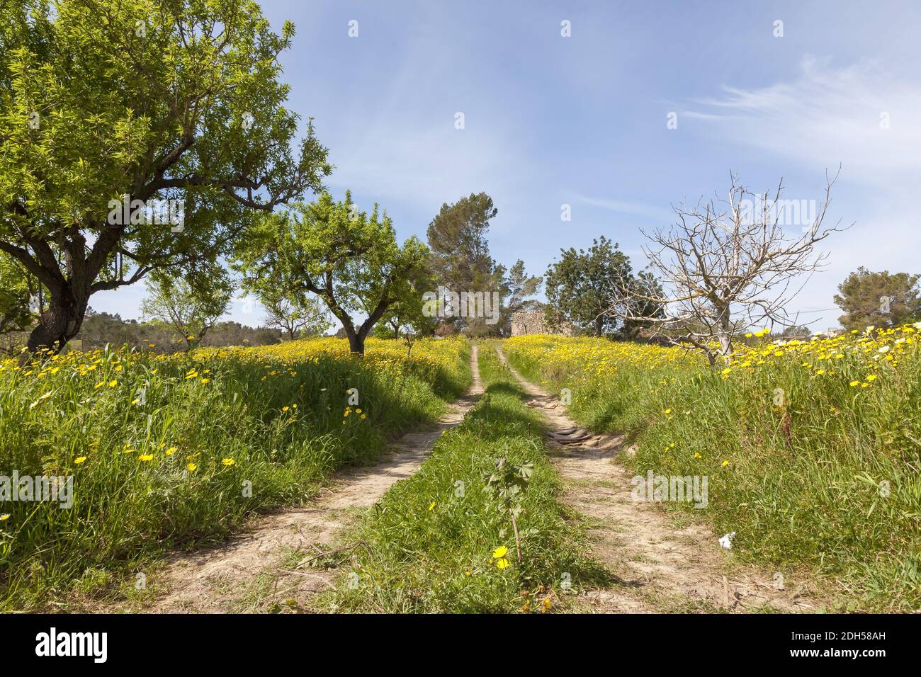 Spring in Mallorca Stock Photo - Alamy