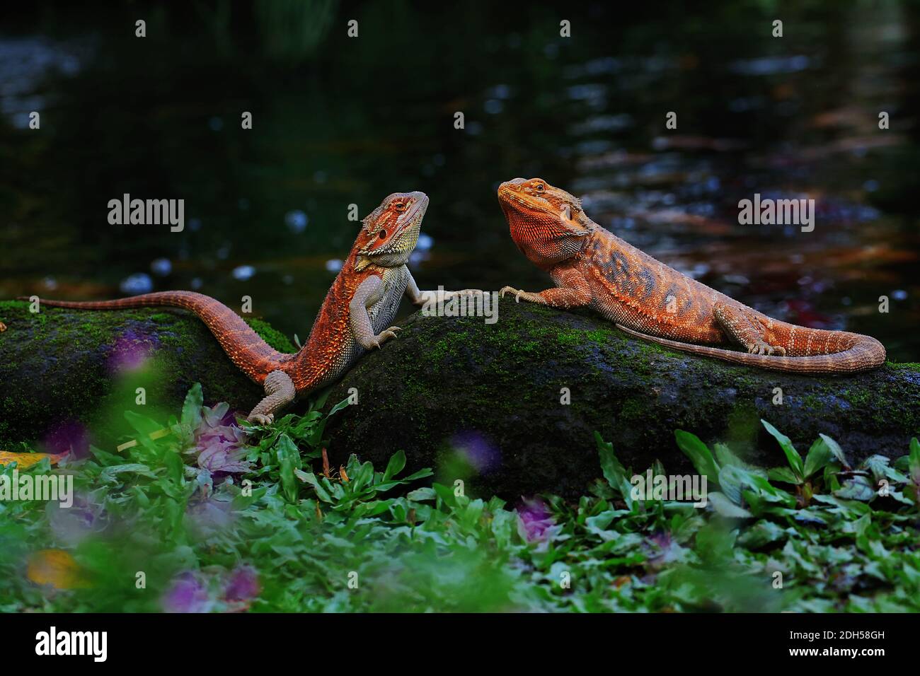 Two bearded dragons are sunbathing by the pool. This reptile has the ...