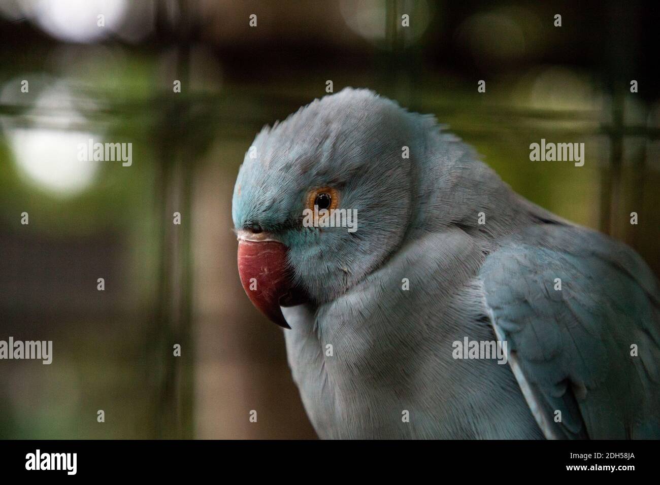 Blue Indian ringneck parakeet Psittacula krameri is a morph of this ...