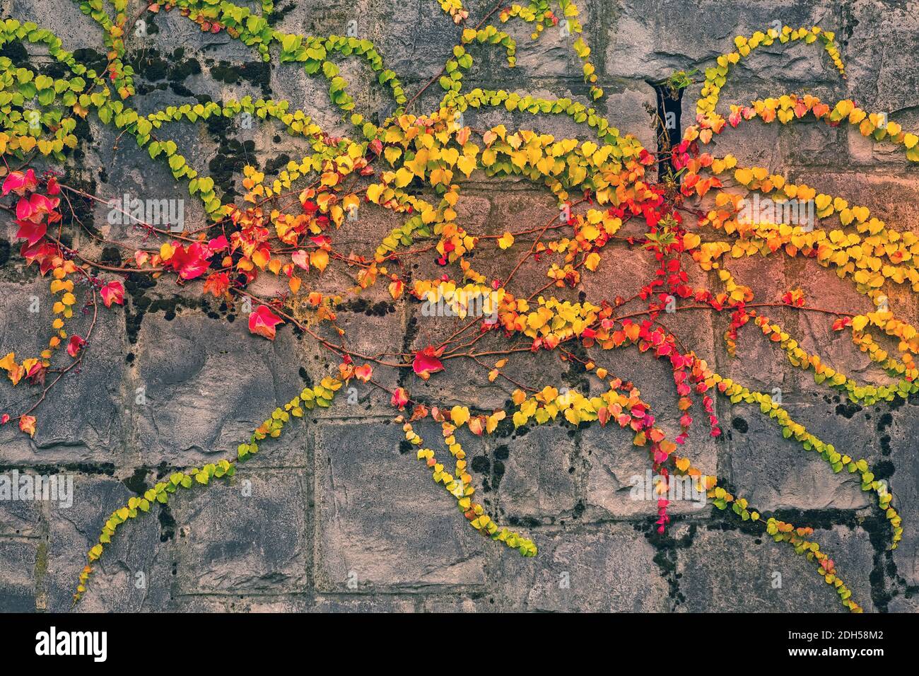 Fall leafs texture background, green, yellow, orange Stock Photo - Alamy