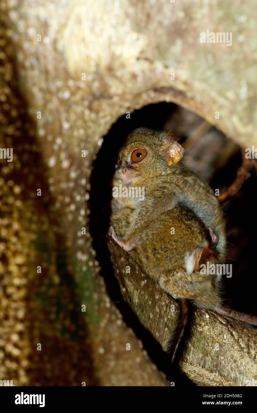 Tarsius spectrum sulawesi hi-res stock photography and images - Alamy