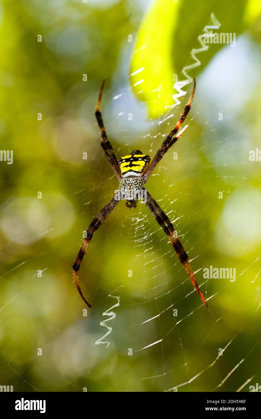 Silk spider indonesia hi-res stock photography and images - Alamy