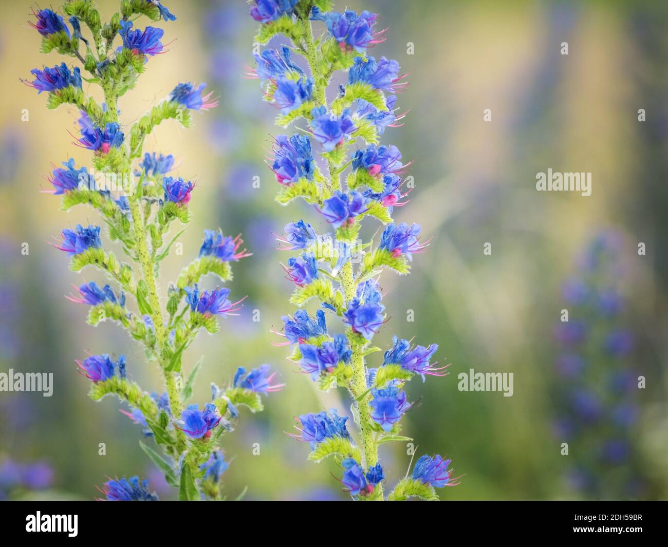 Snake head plant blooming in a meadow Stock Photo - Alamy
