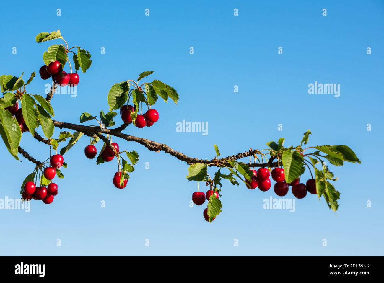 Cherry tree fruit hi-res stock photography and images - Alamy