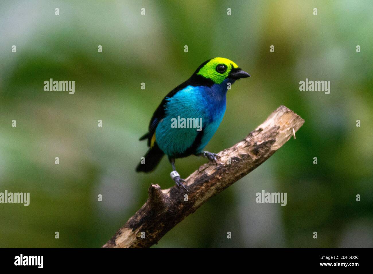 Zoo Aviary High Resolution Stock Photography and Images - Alamy