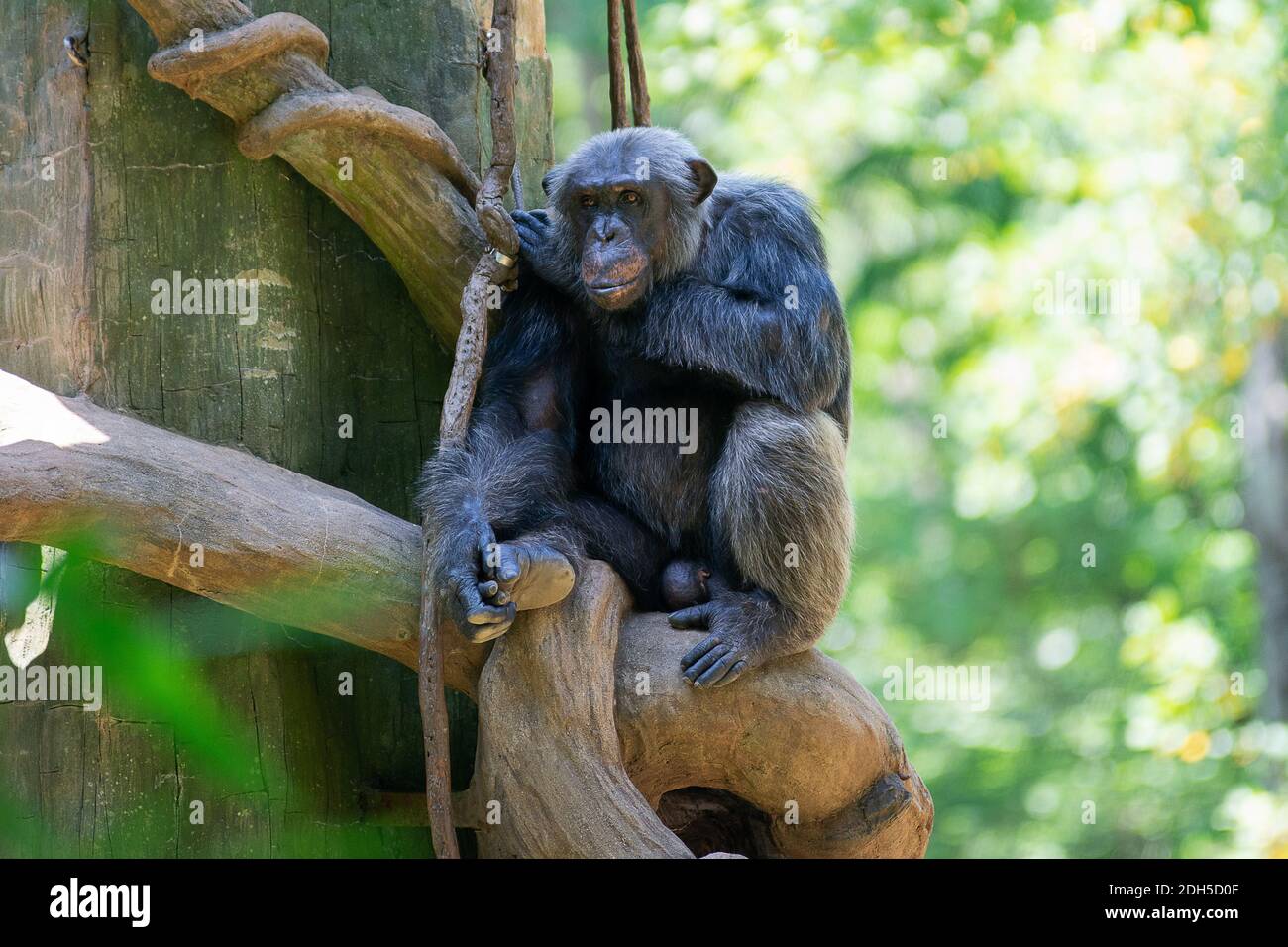 Old Male Chimpanzee High Resolution Stock Photography and Images - Alamy