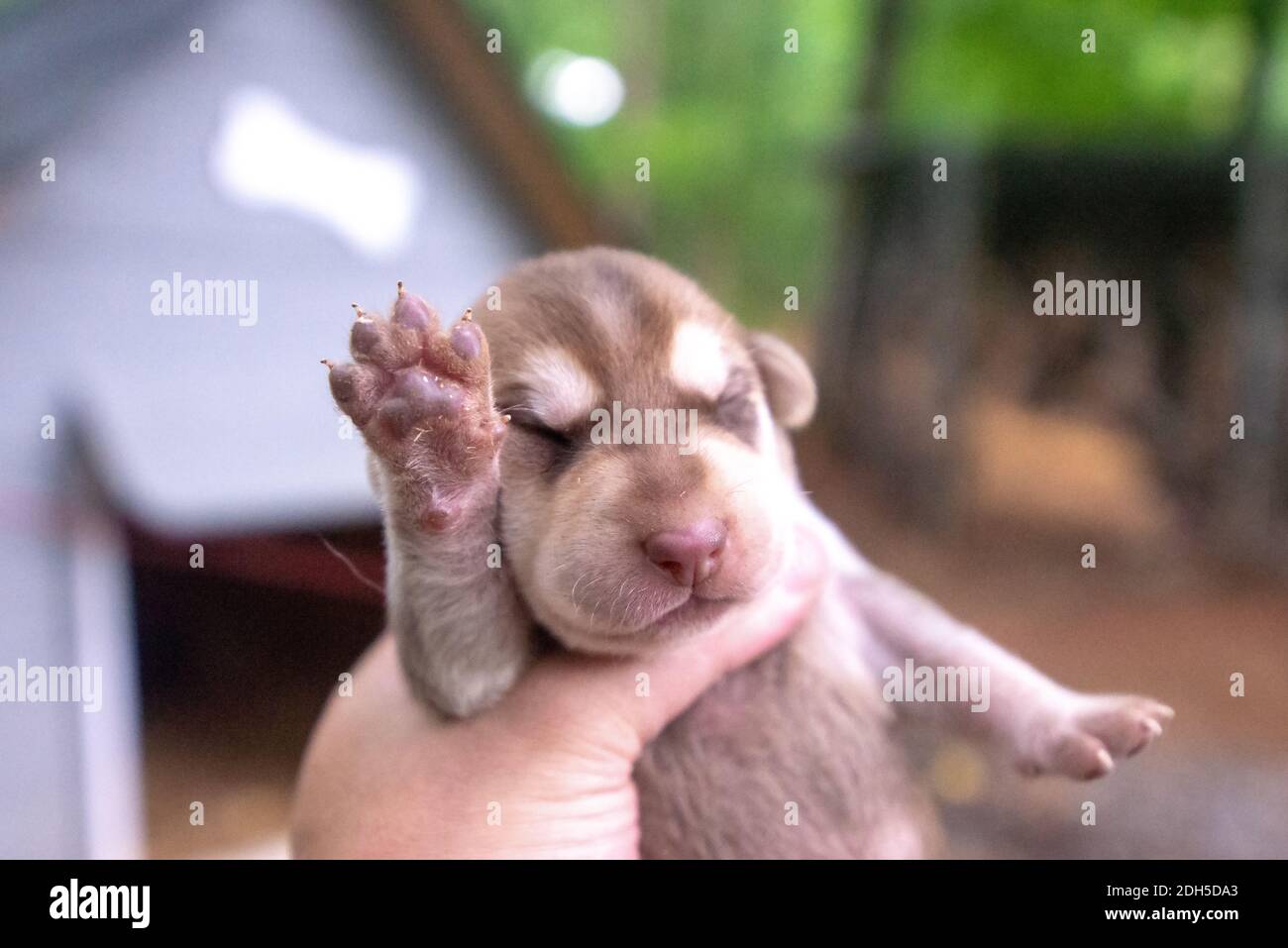 Week old newborn terrier puppies browsing around the doghouse Stock ...