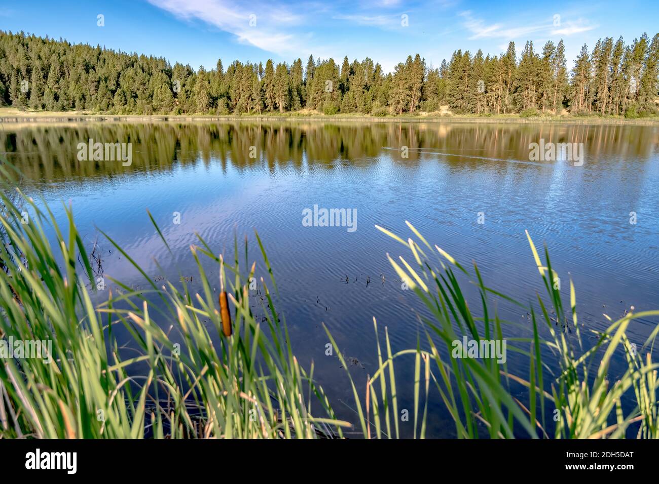 Reflections spruce trees hi-res stock photography and images - Alamy