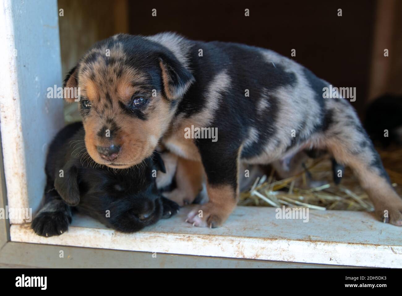 Newborn puppies hi-res stock photography and images - Alamy