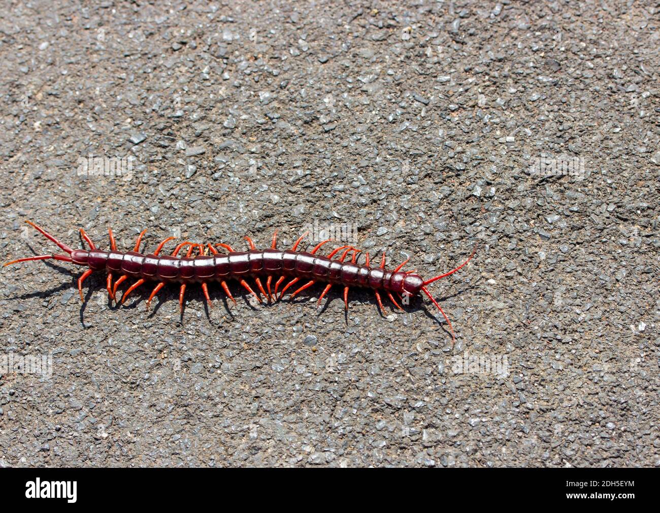 Centipede White Background High Resolution Stock Photography and Images ...