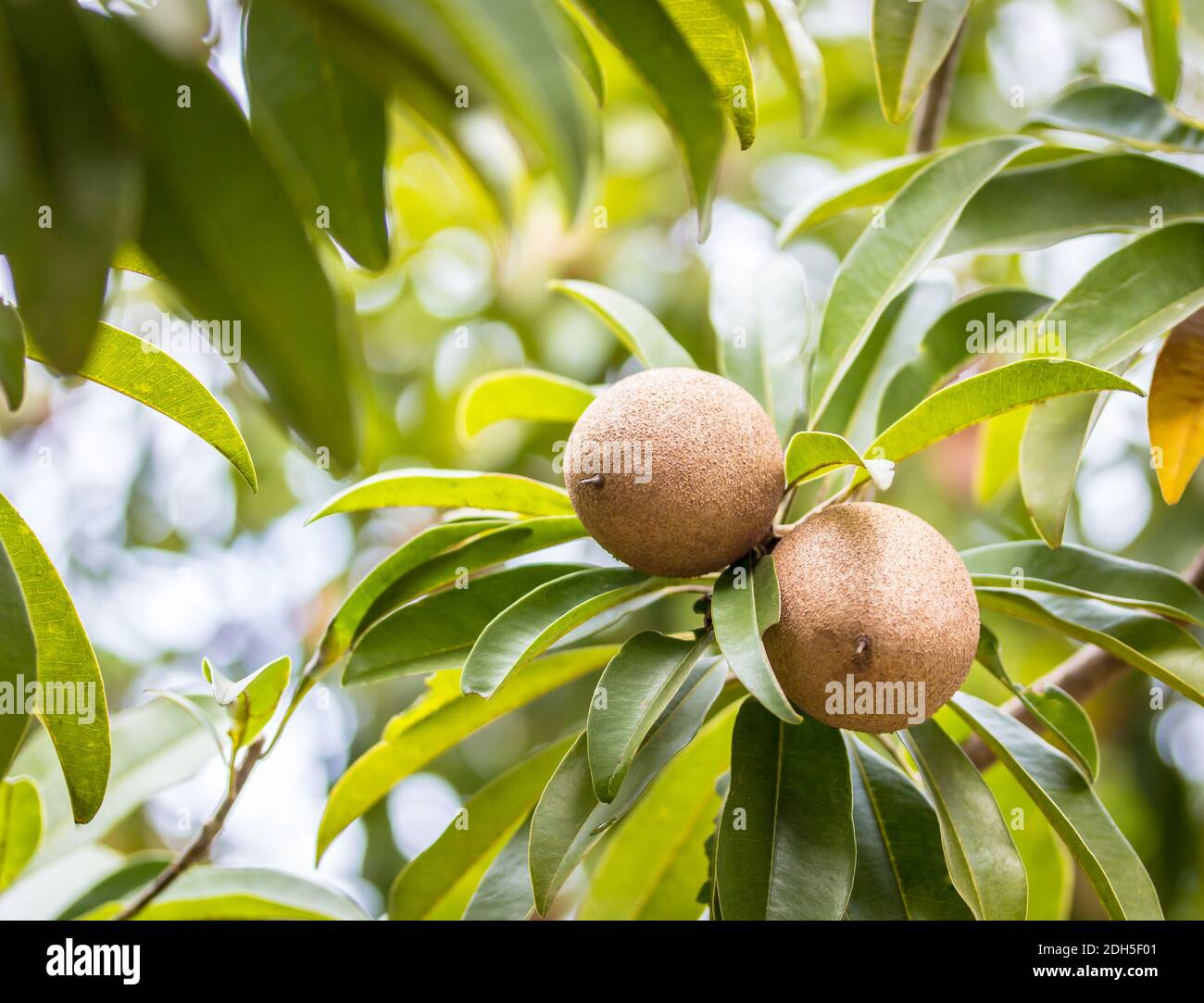 Sapodilla tree hi-res stock photography and images - Alamy