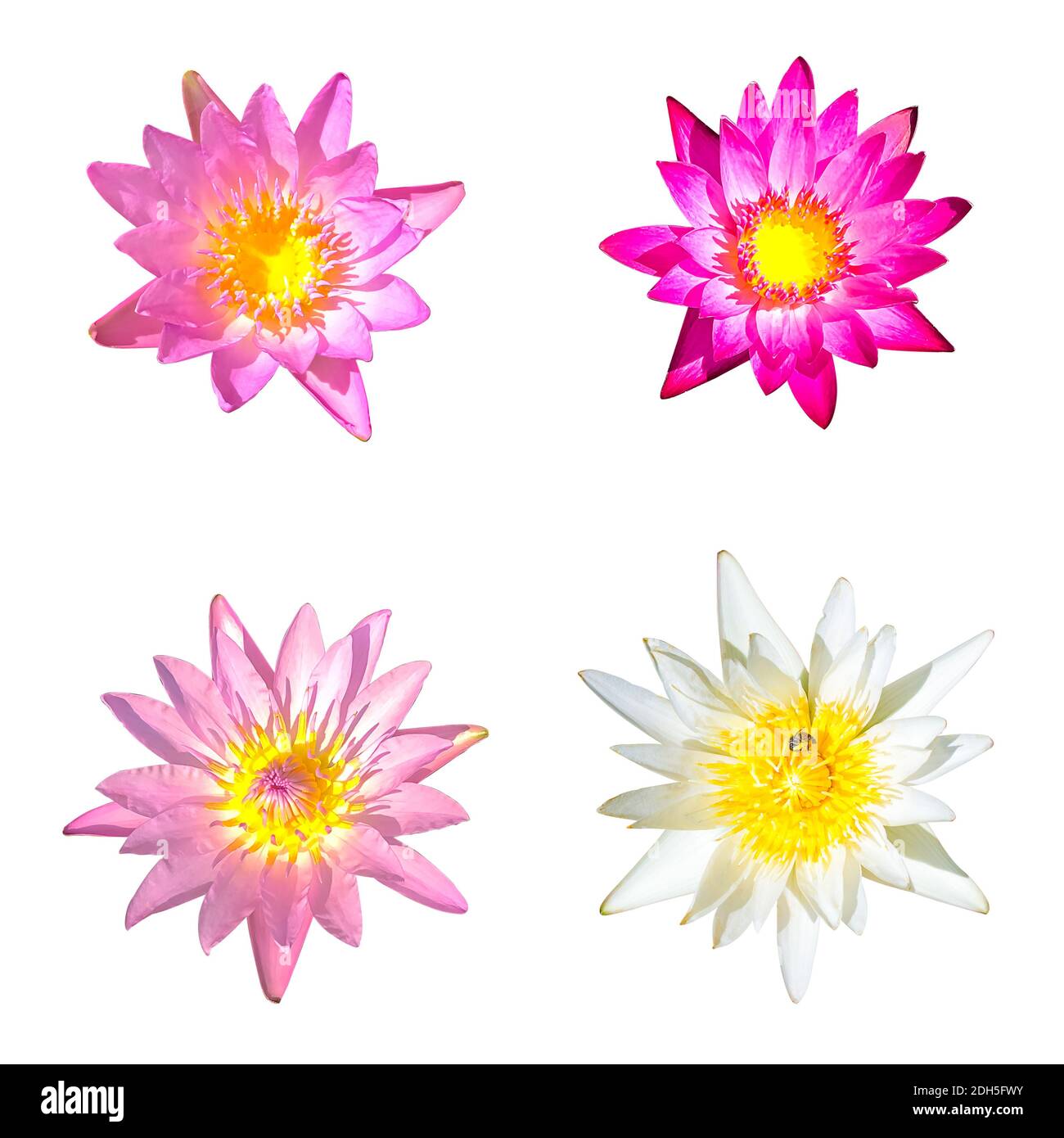 Lotus set isolated on white background with clipping path Stock Photo ...