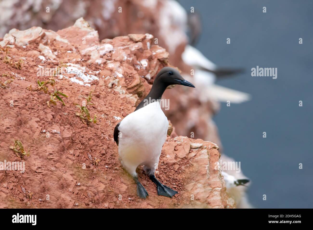 Black guillemot nest hi-res stock photography and images - Alamy