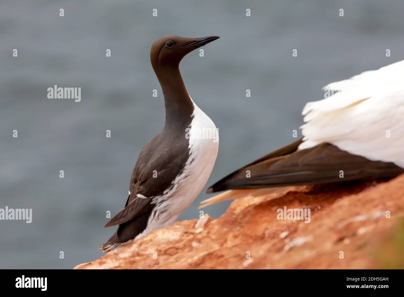 Common Guillemot on Helgoland Stock Photo - Alamy