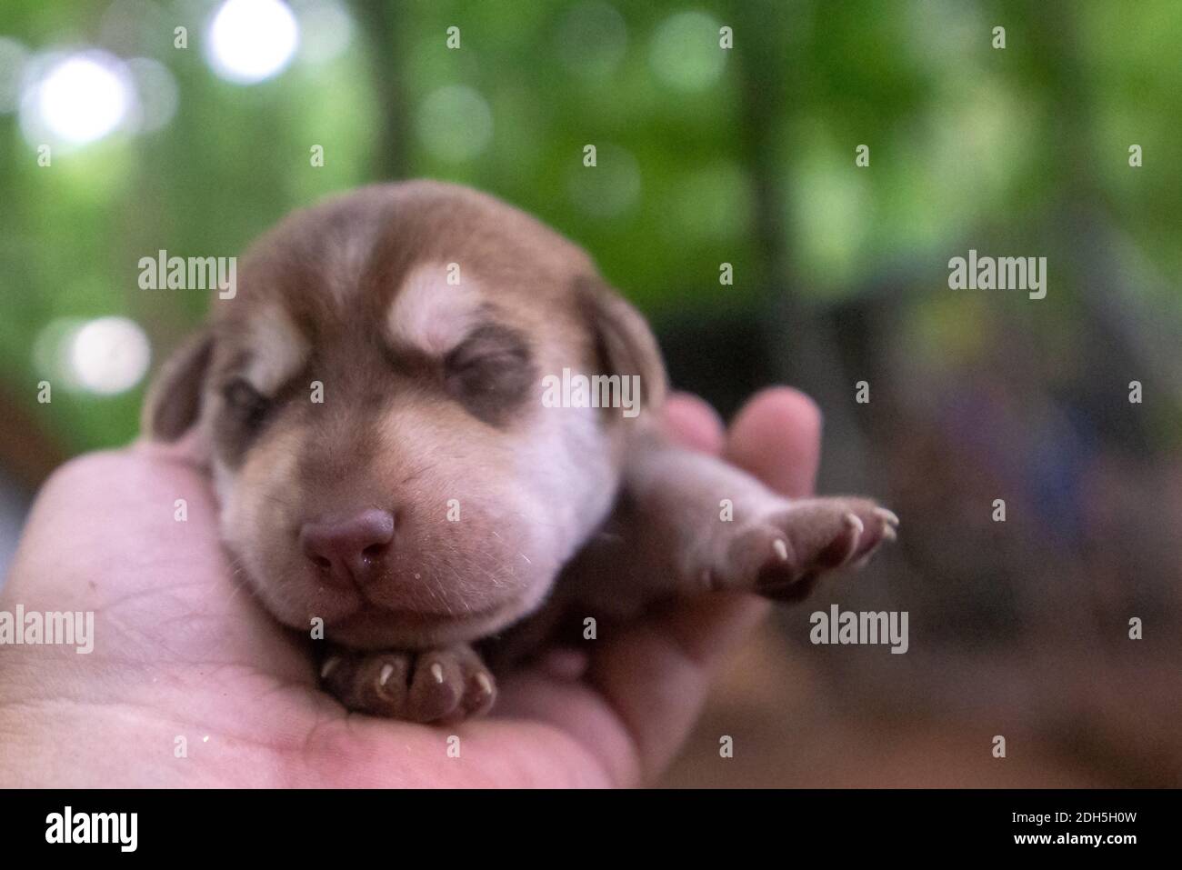 Week old newborn terrier puppies browsing around the doghouse Stock ...